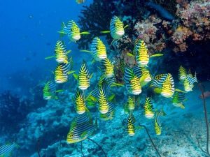 Bintan Indonesia Diving | Diving Trips Singapore | Diving Singapore